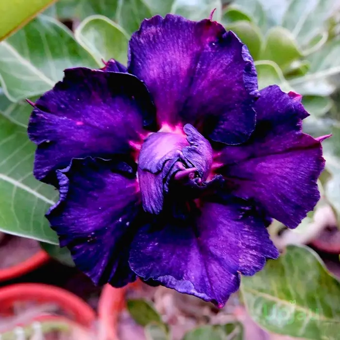 Buy Triple Petal Violet Purple Adenium (Nadira) Plant | ₹ 229