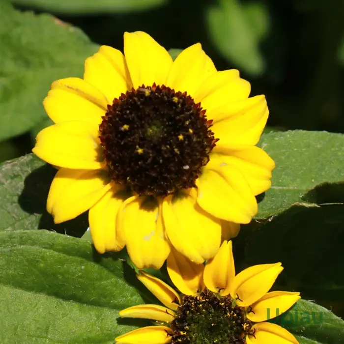 Buy Mini Sunflower Seeds (Dwarf Hybrid) Online India | Upjau