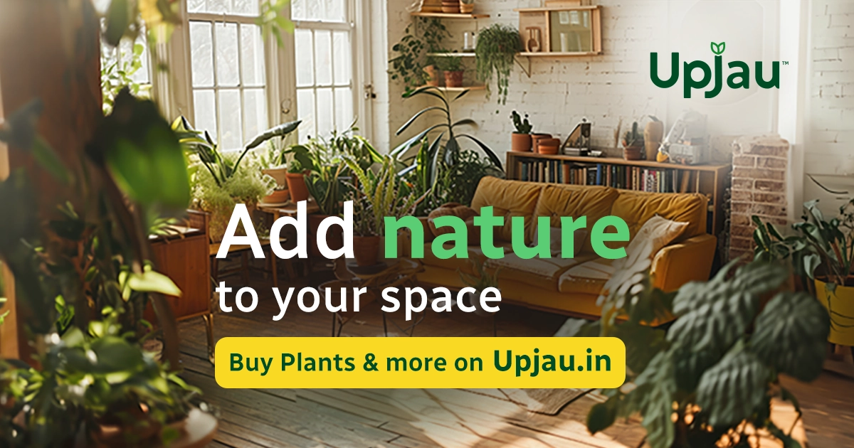 Buy Indoor Plants Online India - Best Quality Plants | Upjau