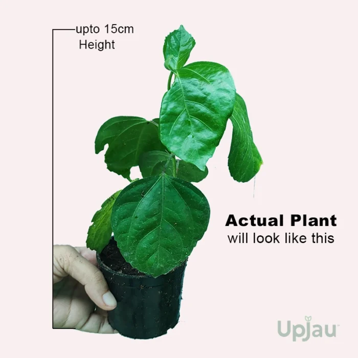 Buy Double Petal Pink Hibiscus Plant | Pink Gudhal / Gulhad