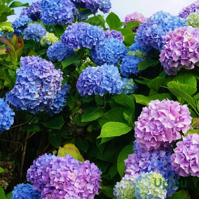 Buy Hydrangea Plant Sapling Online In India | Upjau