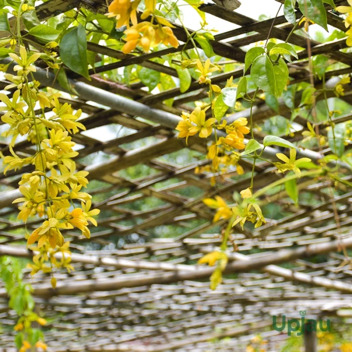 Buy Golden Cascade Plant Sapling (Golden Shower Climber ) Online