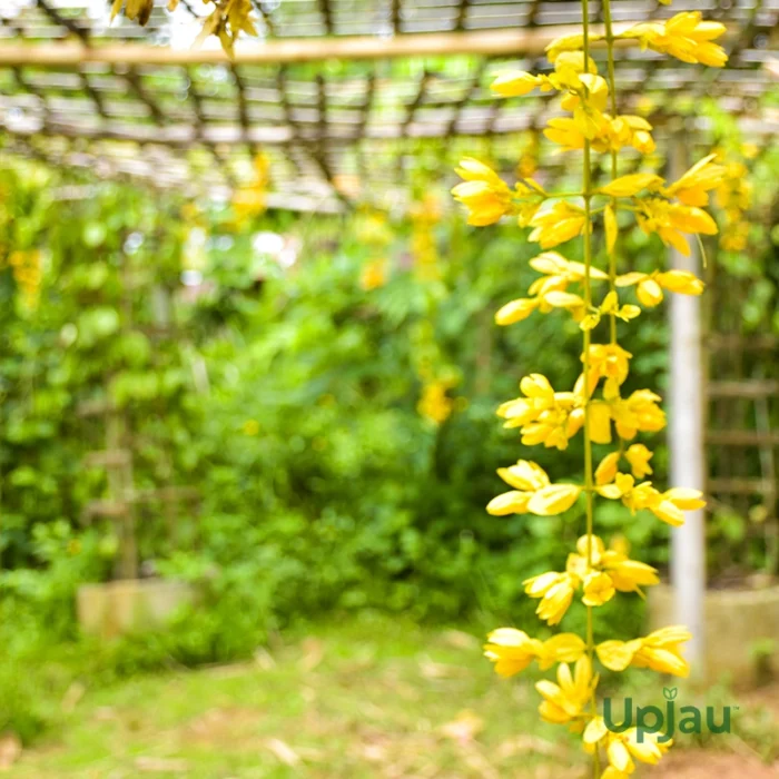 Buy Golden Cascade Plant Sapling (Golden Shower Climber ) Online