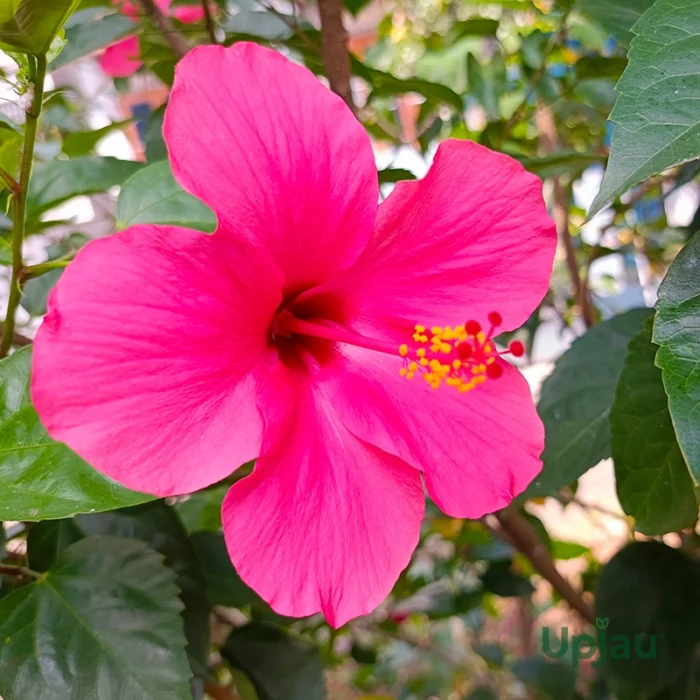 Buy Chinese Hibiscus Viceroy Plant (Sapling) Online In India