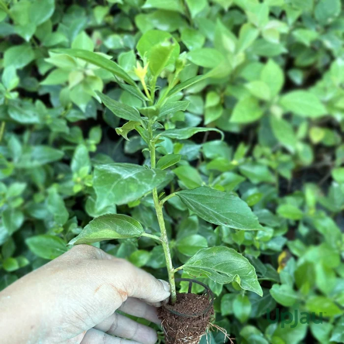 Shop Chinese Hibiscus Plant Sapling ( Hibiscus Or Gulhad Viceroy )