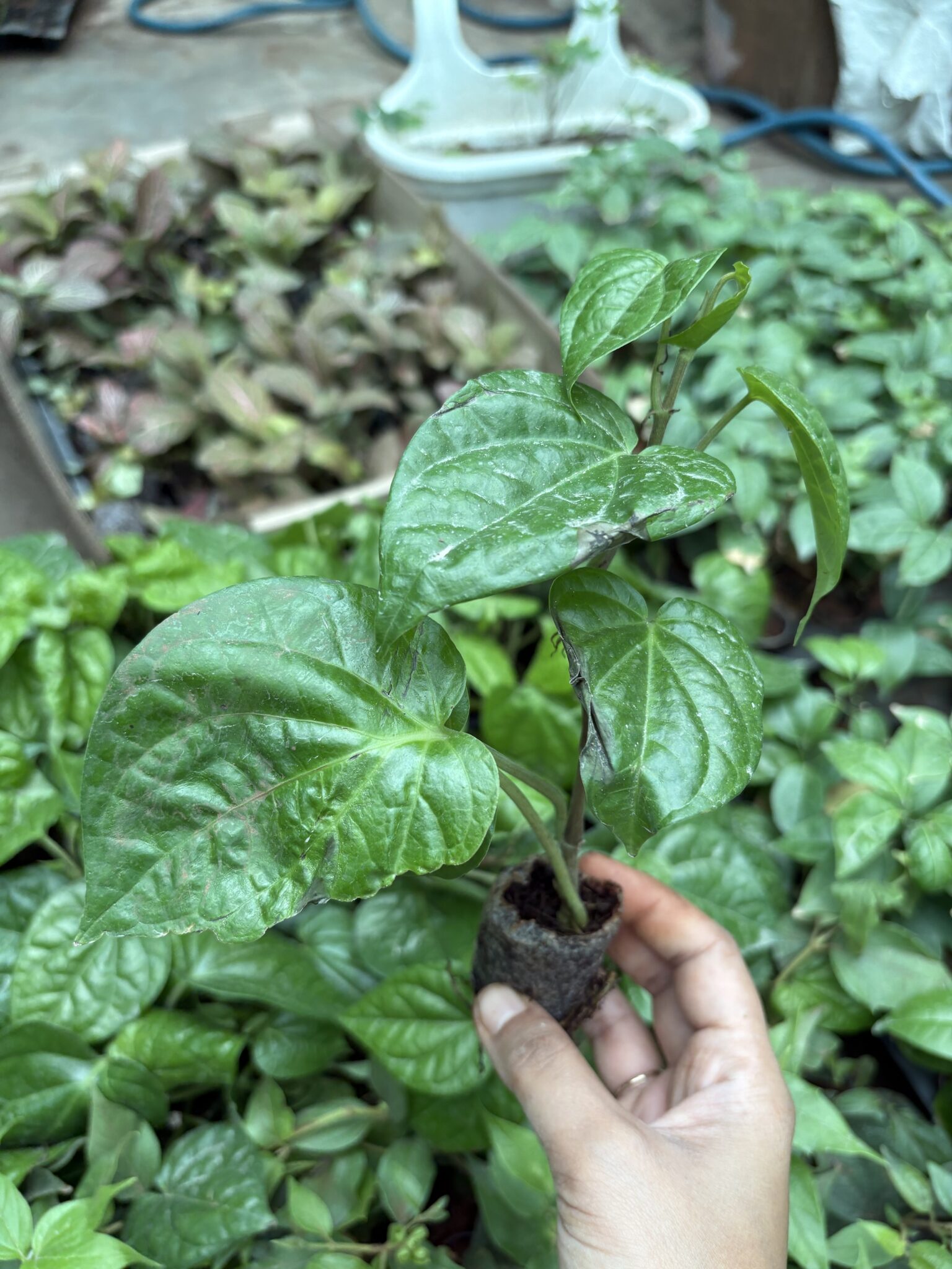 Buy Betel Leaf (Maghai Paan) Plant Online India | Upjau
