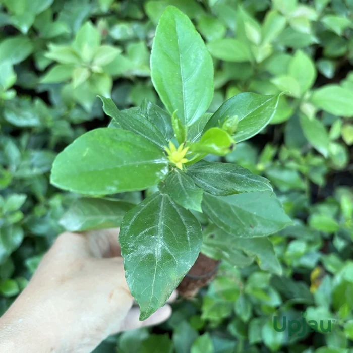 Buy Chinese Hibiscus Viceroy Plant (Sapling) Online In India