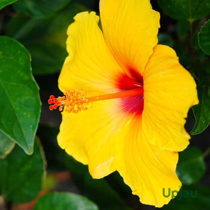 Buy Chinese Hibiscus Viceroy Plant (Sapling) Online In India