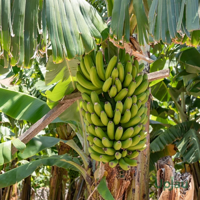 Buy G9 Banana Plant Sapling (Grand Naine) Online In India