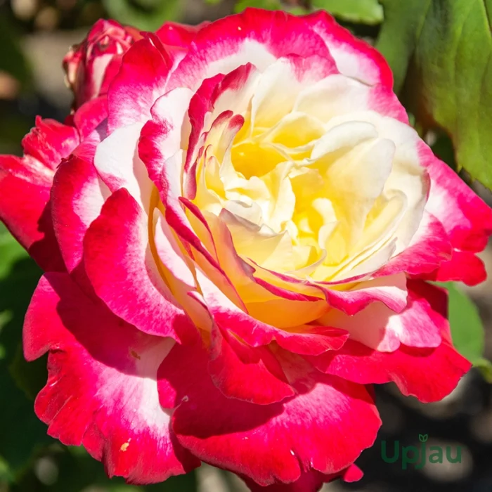 Buy Double Delight Rose Plant Online India | Hybrid Tea Rose