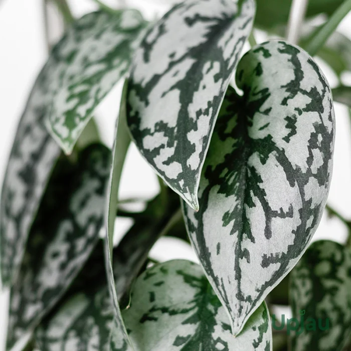 Buy Silver Satin Pothos Plant Sapling | Scindapsus Silver Lady