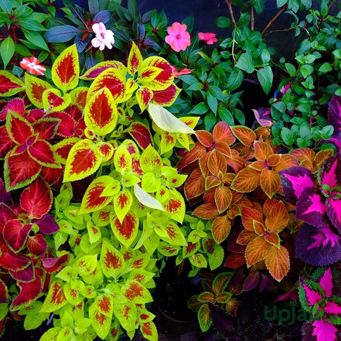 Buy Coleus Wizard Mix F1 Hybrid Seeds (15) – Vibrant Foliage
