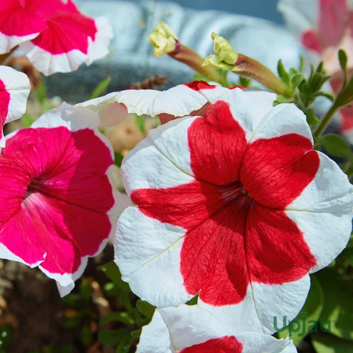 Shop Petunia Picotee Live Sapling Online In India | Upjau