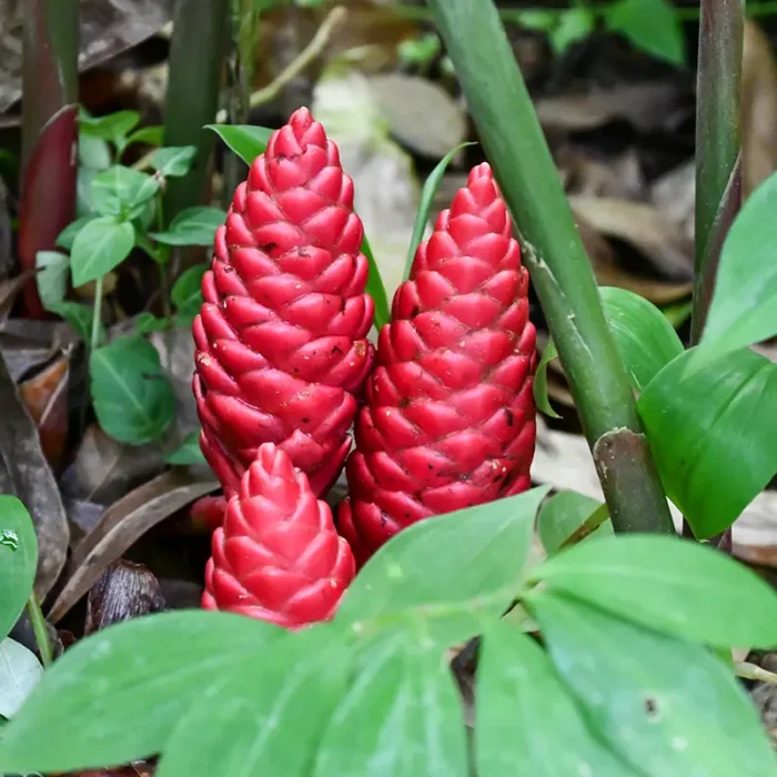 Buy Shampoo Ginger Bulb (Any Color) Online At Upjau
