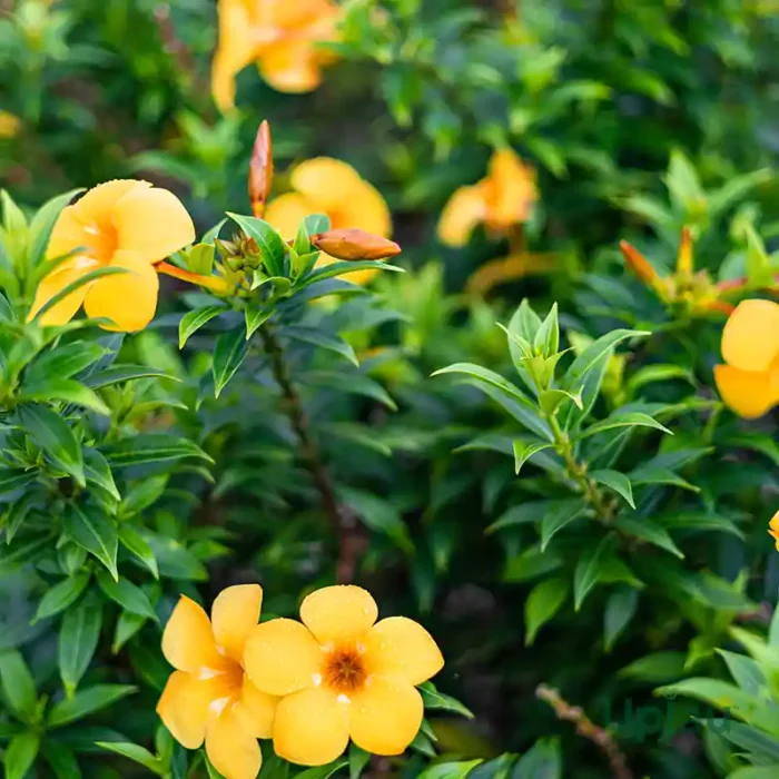Buy Yellow Allamanda Bush Dwarf Sapling Online | Upjau